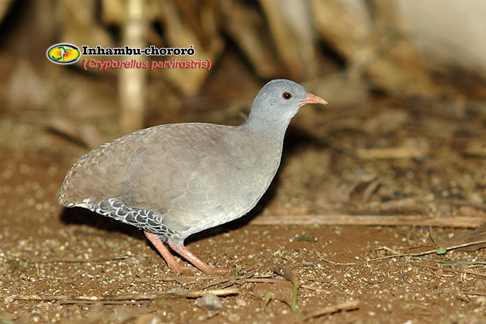 Zoologia: Inhambu-chororó (Crypturellus parvirostris)
